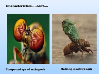 Medical entomology and vector bionomics | PPT