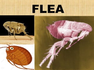 Flea Vs Lice