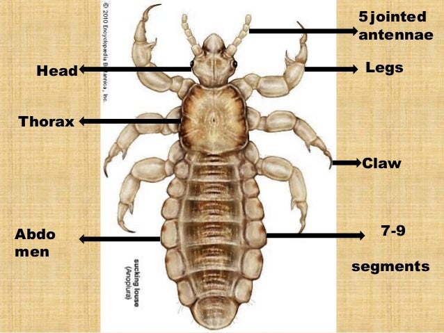 Lice & Flea