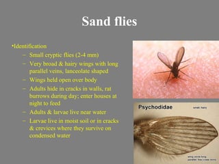 Medical entomology "the need to know about little creatures" | PPT