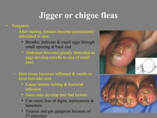 Medical entomology "the need to know about little creatures" | PPT