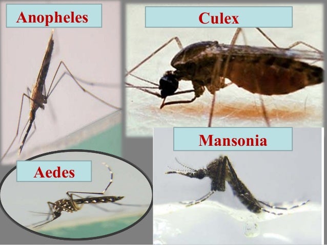 Medical entomology "the need to know about little creatures"