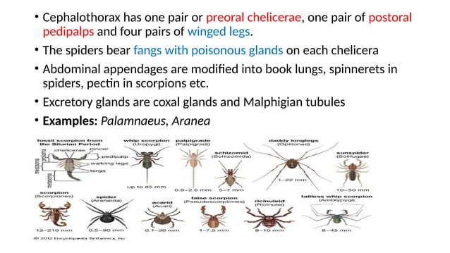 medical_entomology__and_vector_control_ppt[1].ppt | Infectious Diseases ...