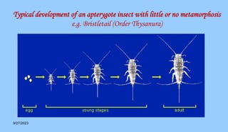Medical Entomology L1-4 20.ppt