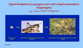 Medical Entomology L1-4 20.ppt