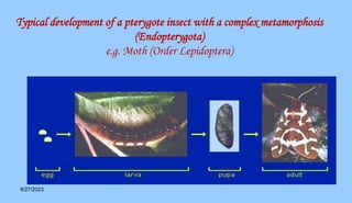 Medical Entomology L1-4 20.ppt