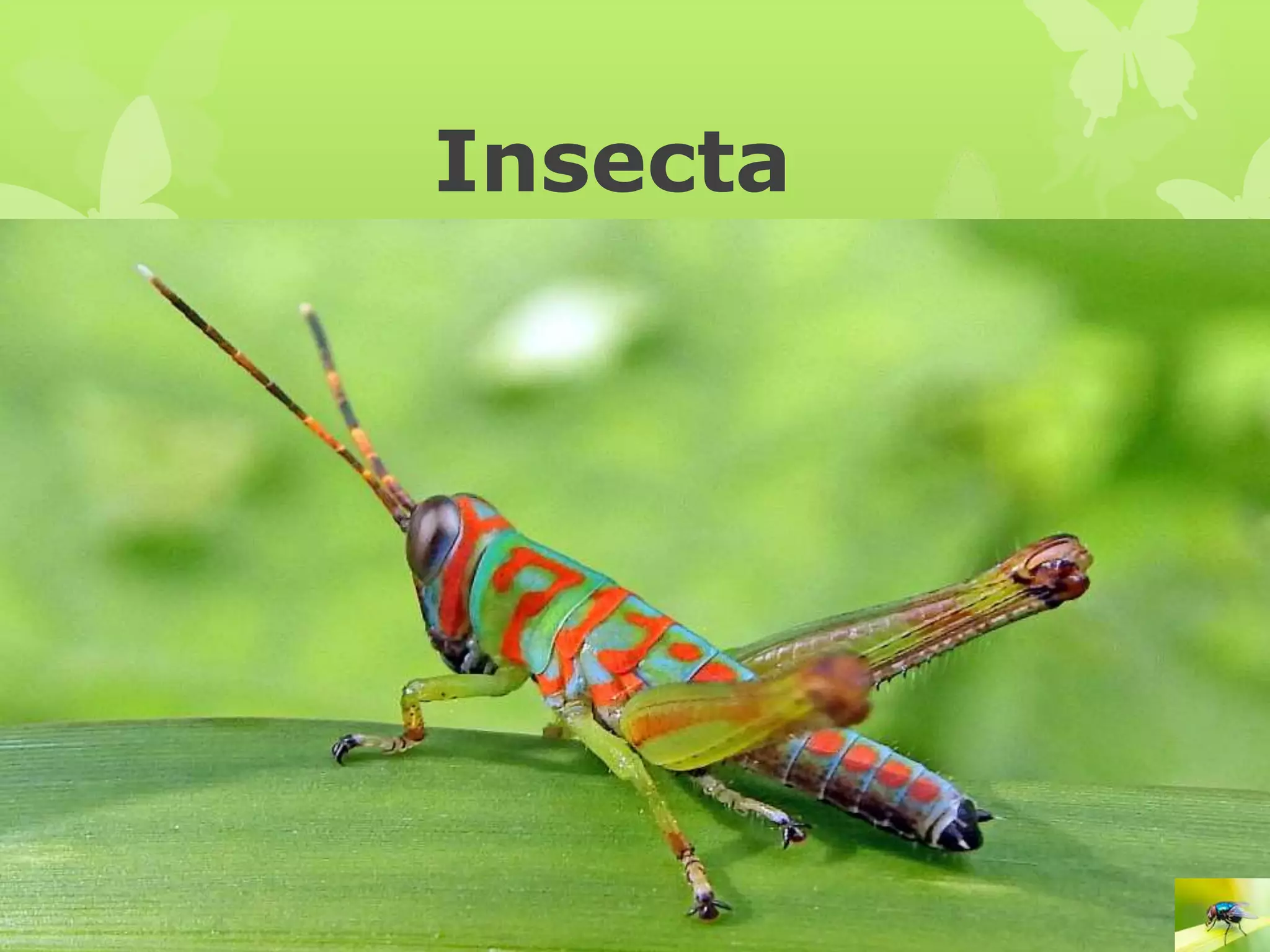 Medical entomology lecture ppt | PPTX