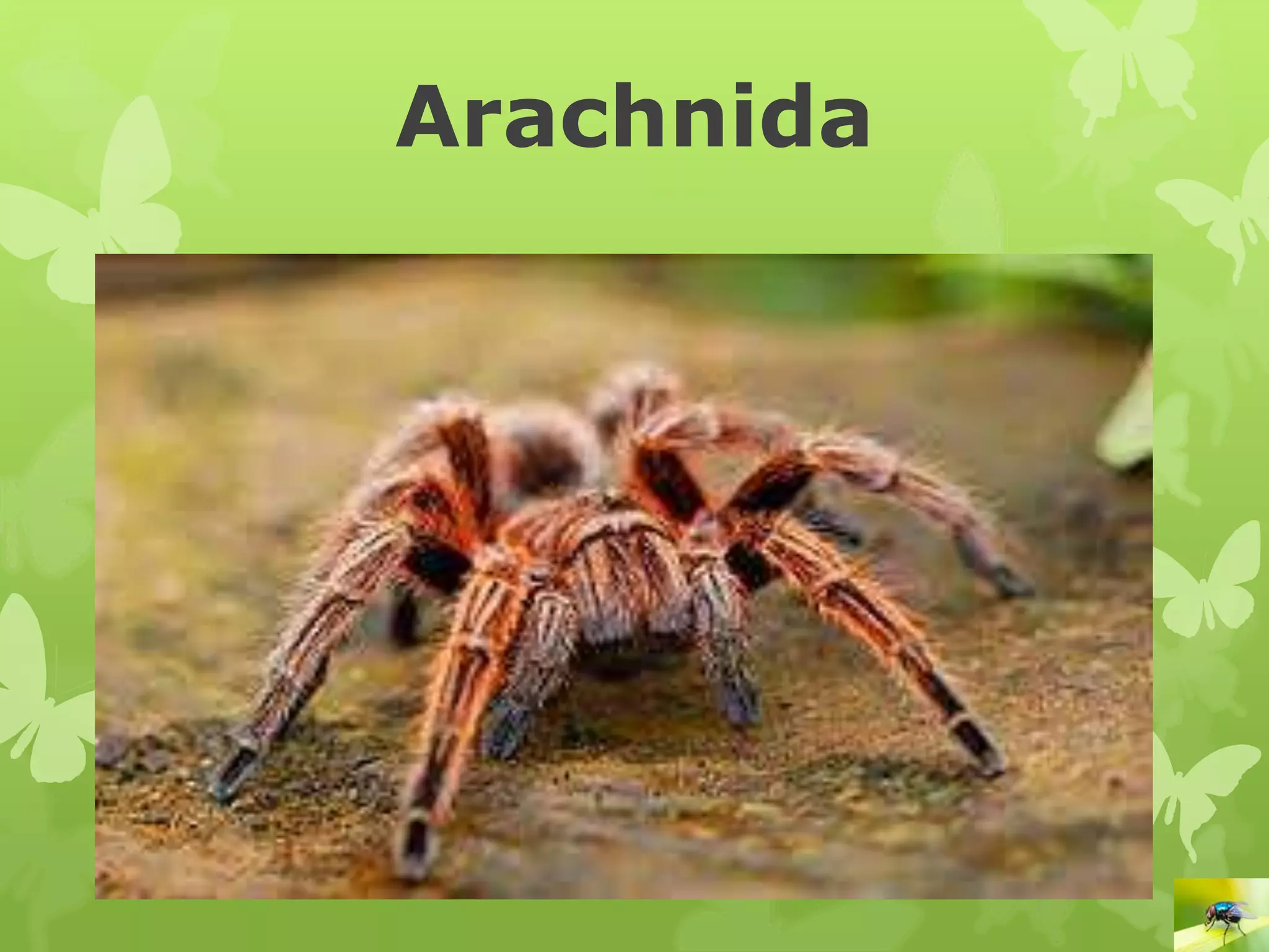 Medical entomology lecture ppt | PPTX