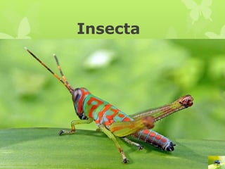 Medical entomology lecture ppt | PPTX