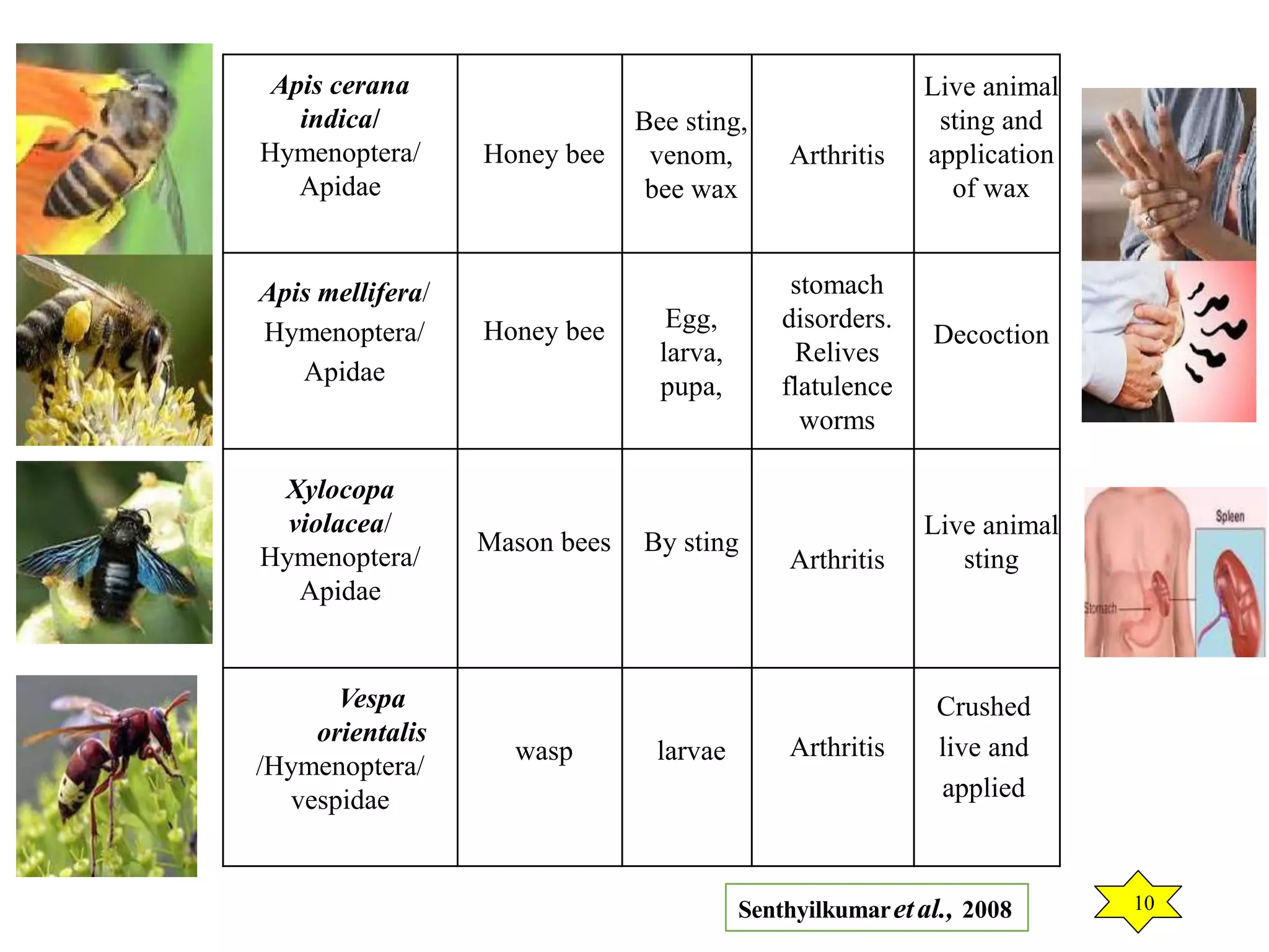 Medical Entomology - The role of insects in human medicine | PPTX