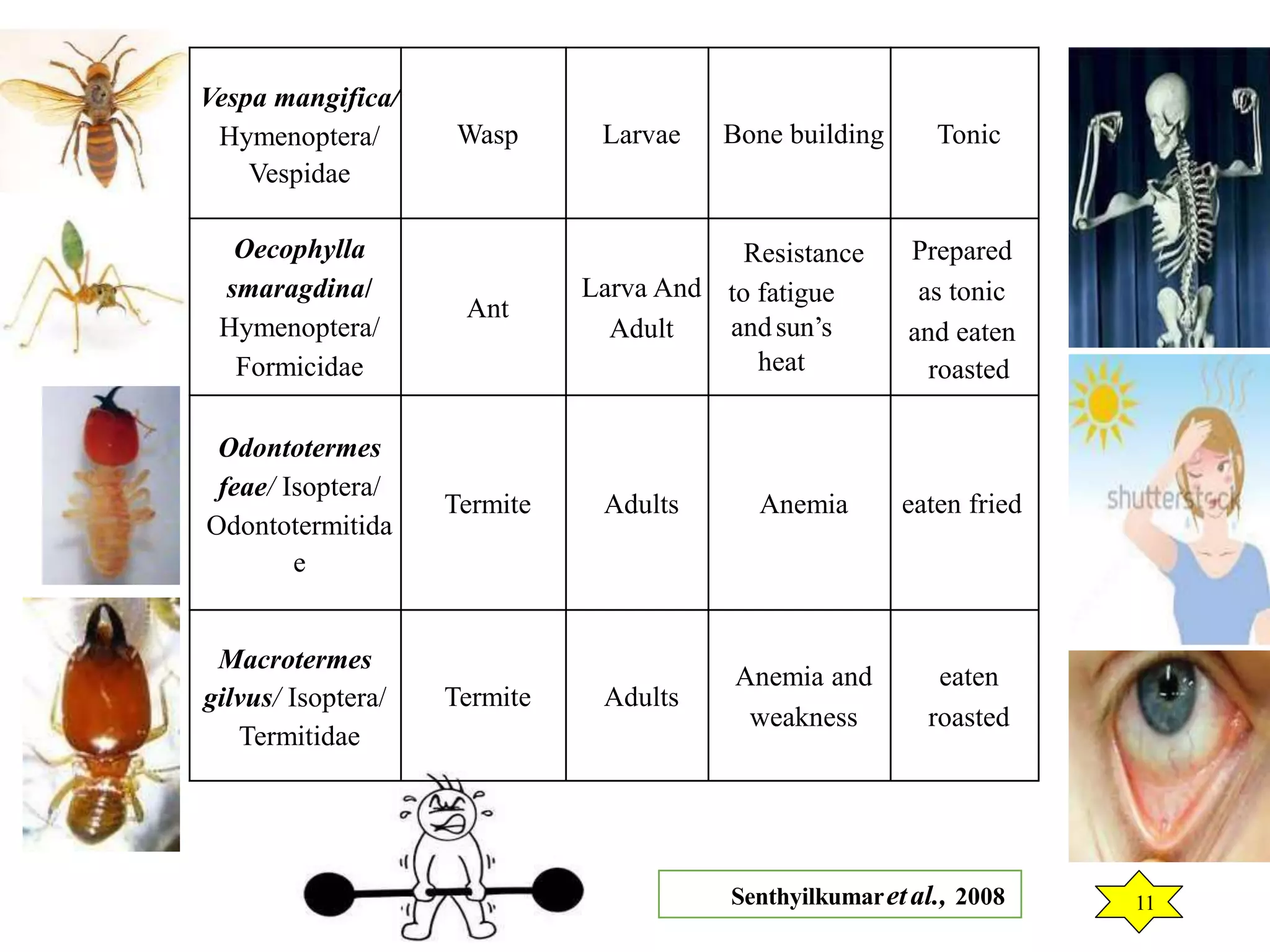 Medical Entomology - The role of insects in human medicine | PPTX