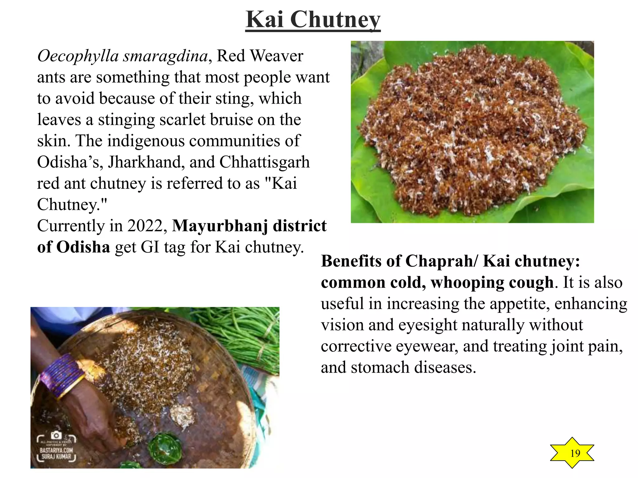 Medical Entomology - The role of insects in human medicine | PPTX