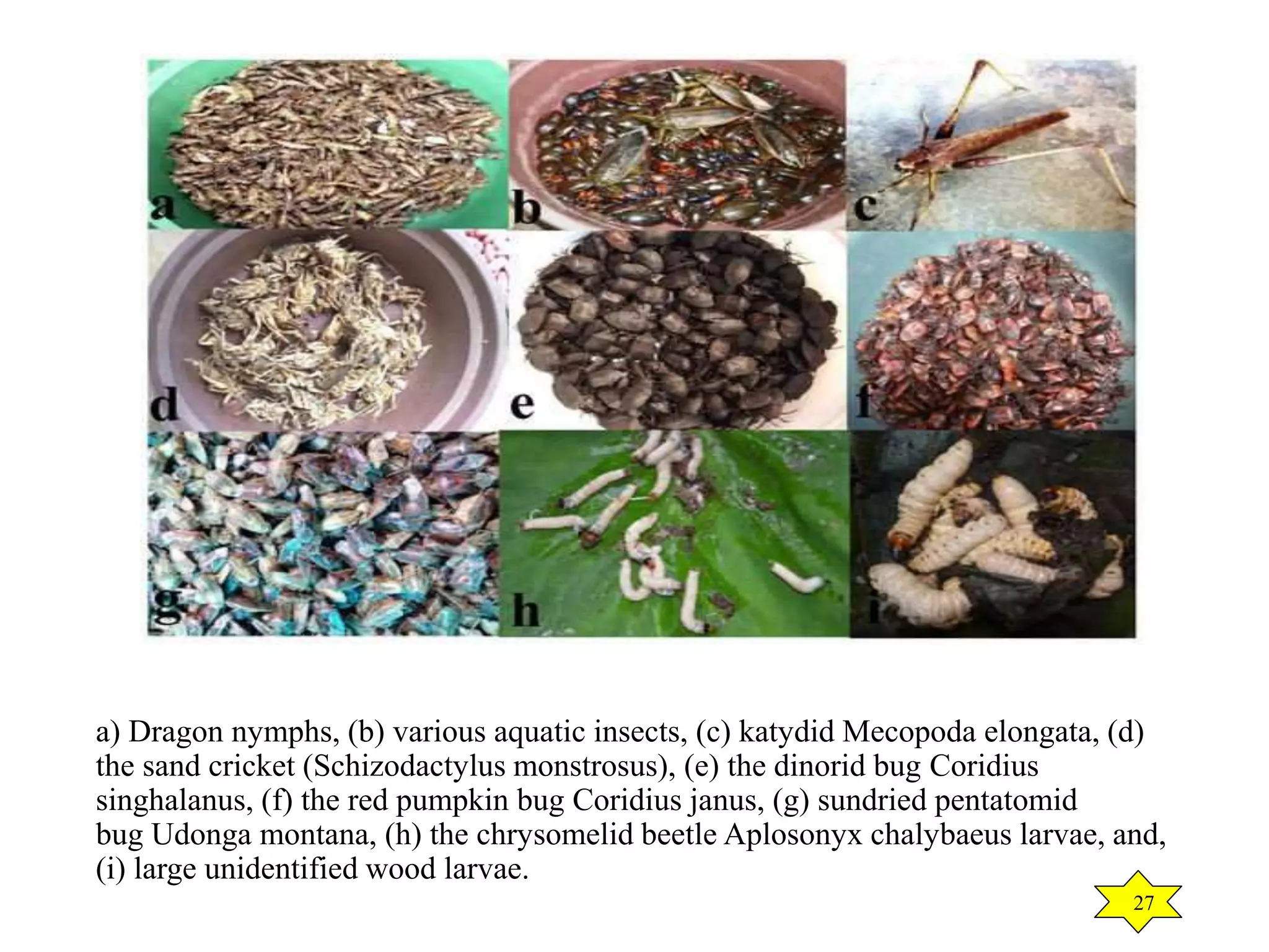 Medical Entomology - The role of insects in human medicine | PPTX