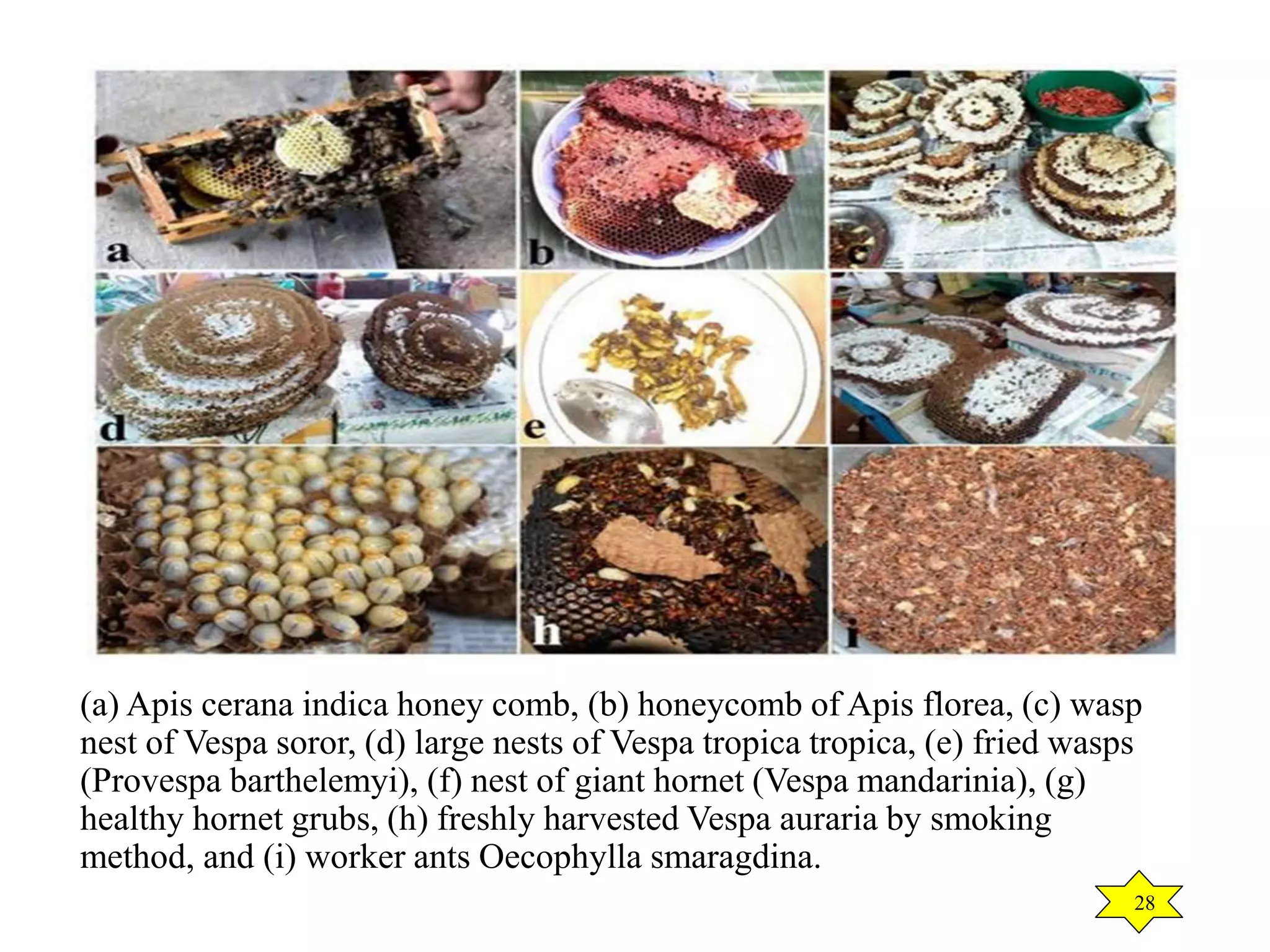 Medical Entomology - The role of insects in human medicine | PPTX