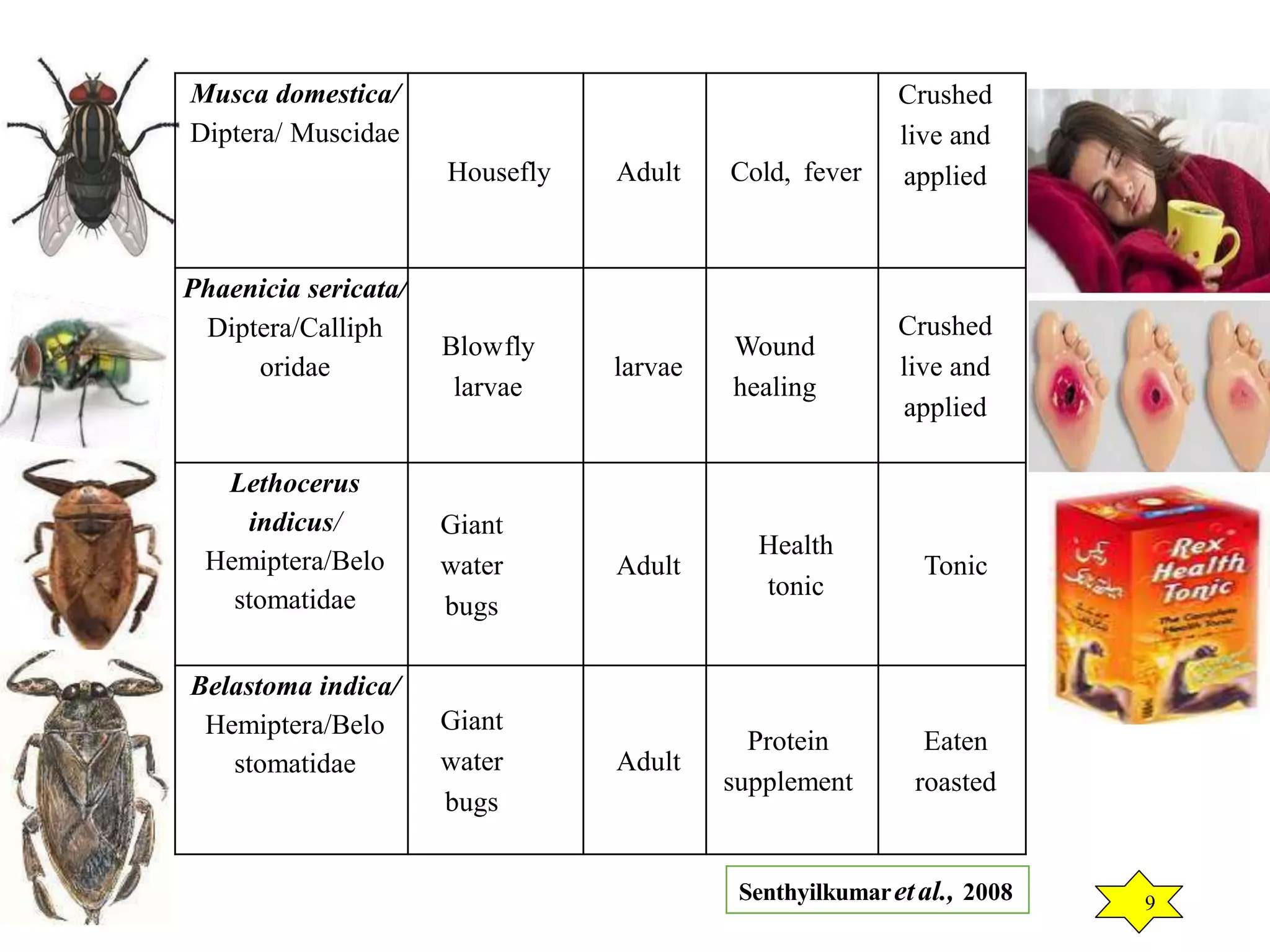 Medical Entomology - The role of insects in human medicine | PPTX