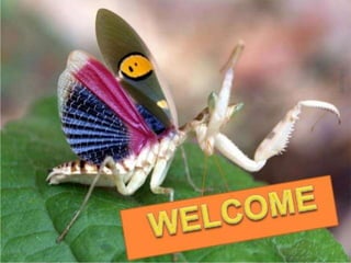 Medical Entomology - The role of insects in human medicine | PPTX