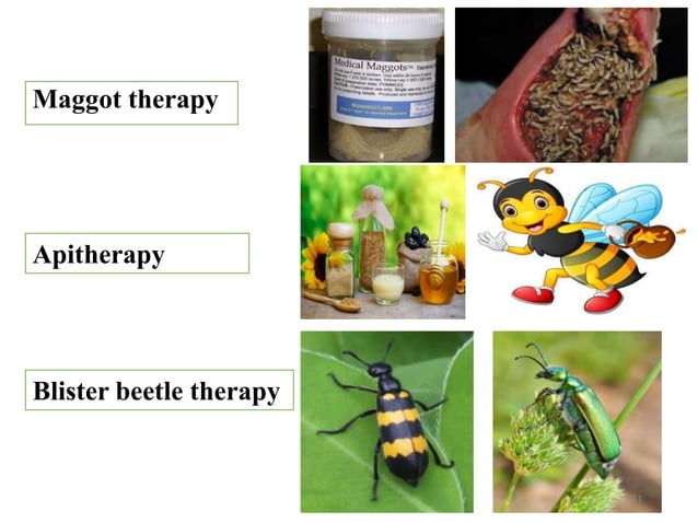 Medical Entomology - The role of insects in human medicine | PPTX