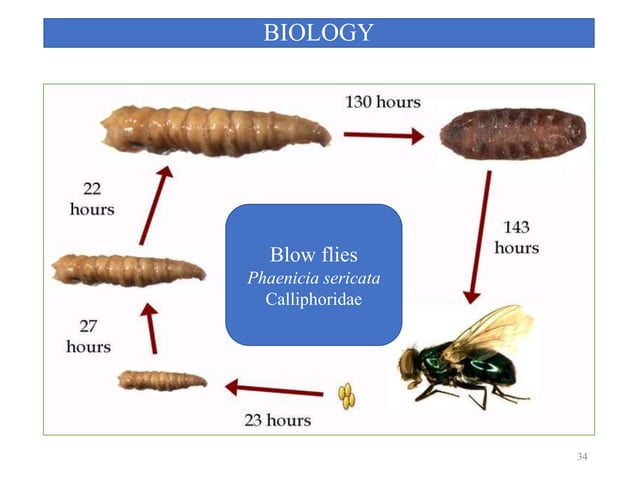 Medical Entomology - The role of insects in human medicine | PPTX