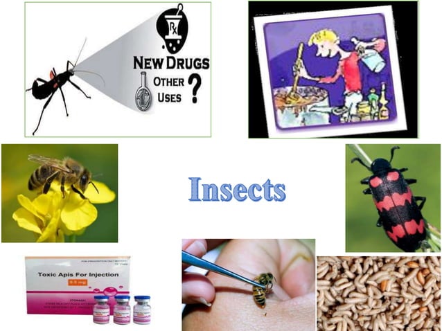 Medical Entomology - The role of insects in human medicine | PPTX