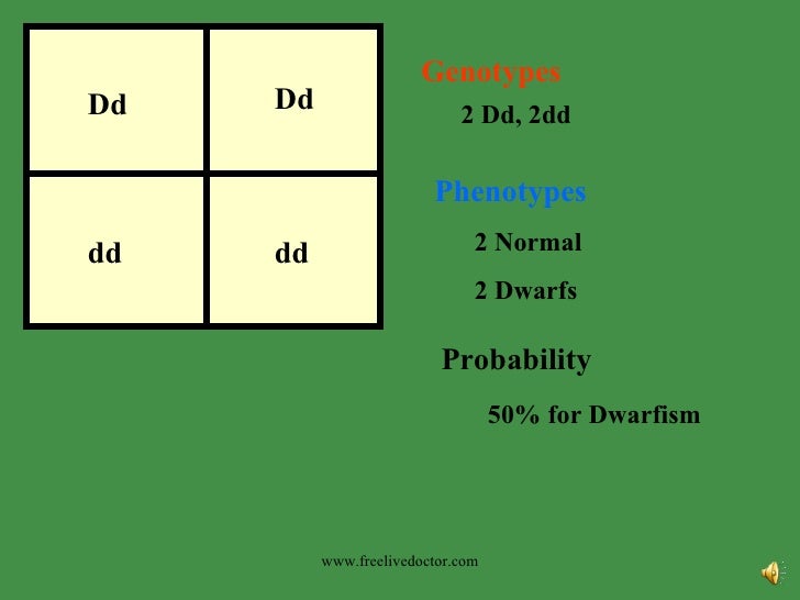 If An Individual Has Genotype Dd What Are They A