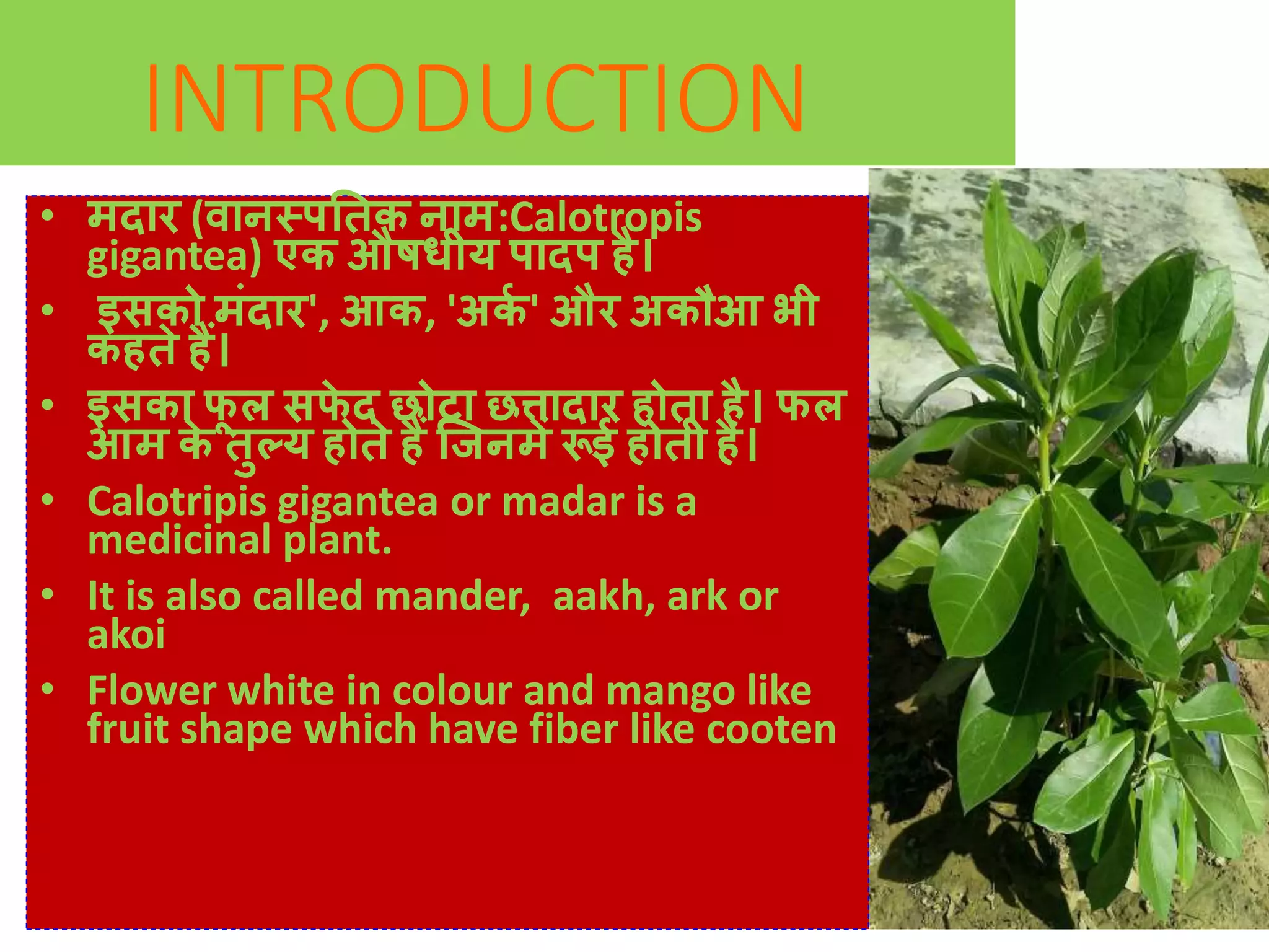 Medical importance of Calotropis gigantea (Indian madar) | PPTX