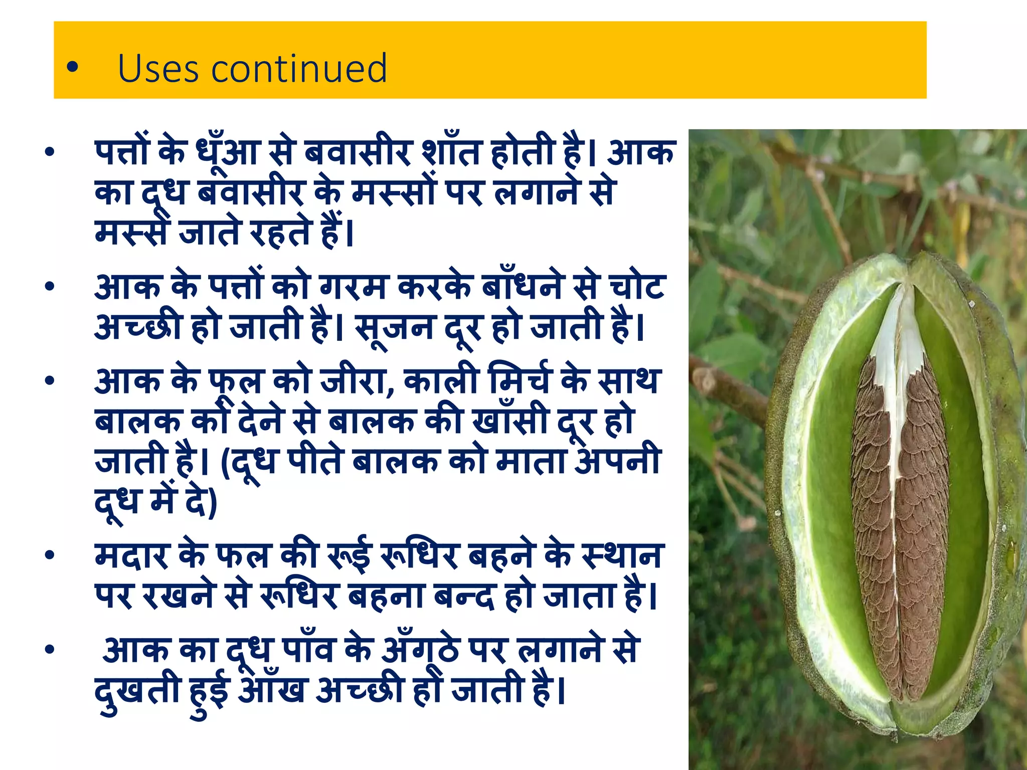 Medical Importance Of Calotropis Gigantea Indian Madar Ppt