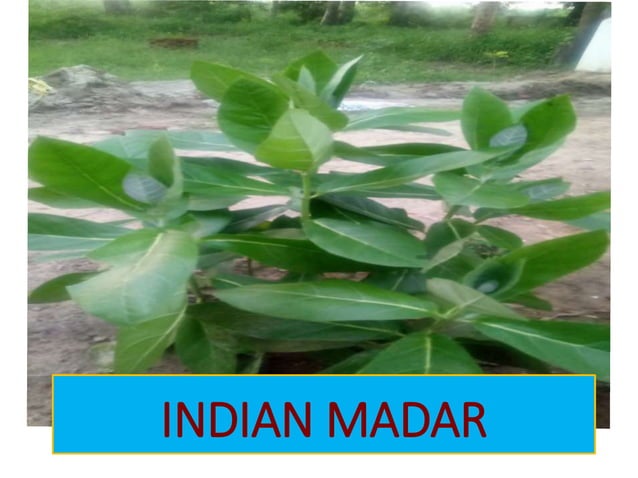 Medical importance of Calotropis gigantea (Indian madar) | PPT