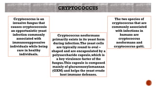 medical importance of yeast (cryptococcus neoformans & Candida albicans ...