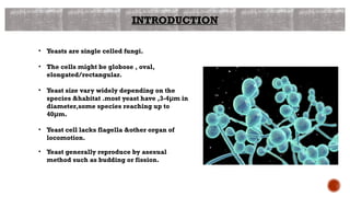 medical importance of yeast (cryptococcus neoformans & Candida albicans ...