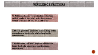 medical importance of yeast (cryptococcus neoformans & Candida albicans ...