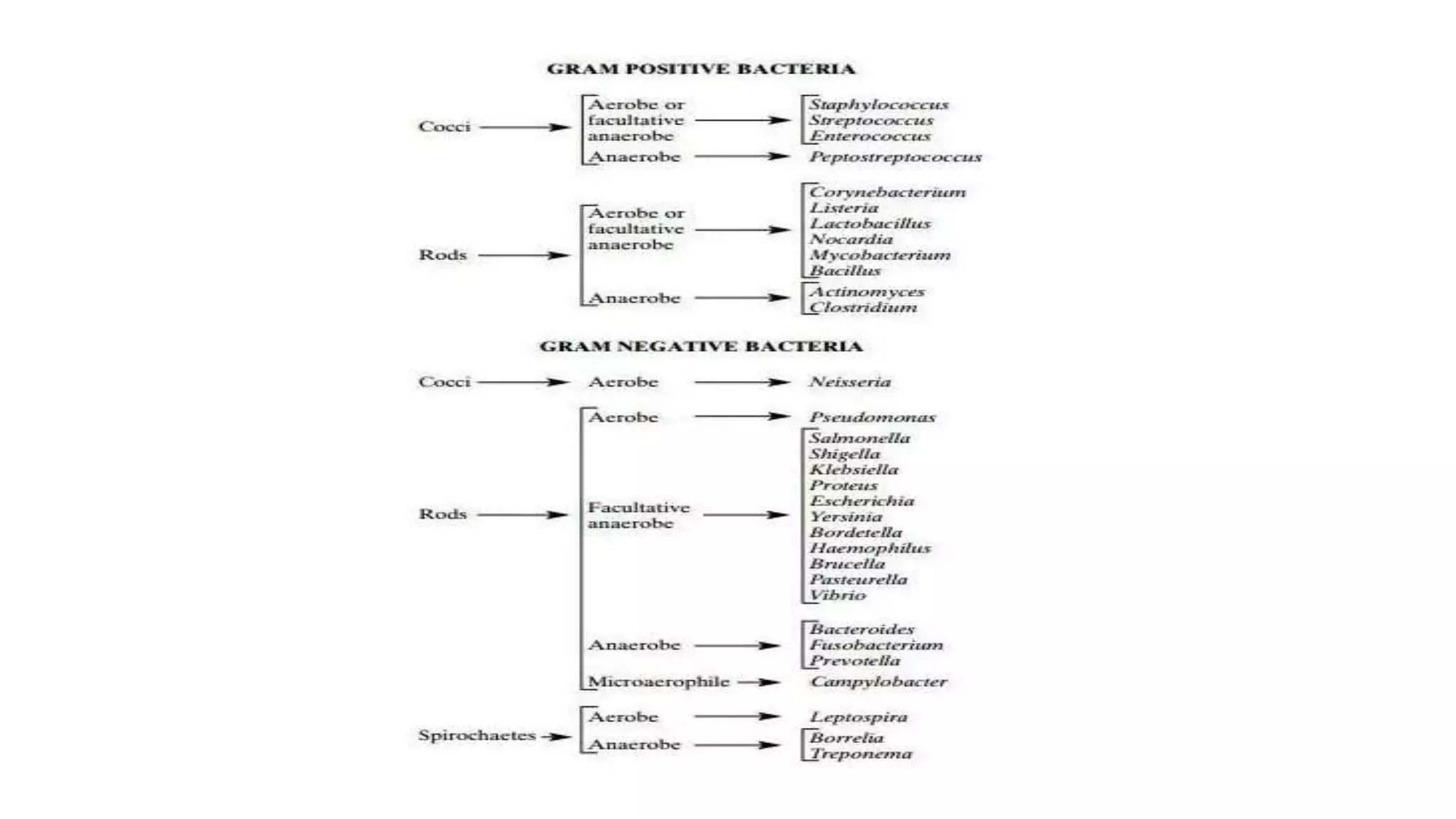 Medically important bacteria summary.pptx