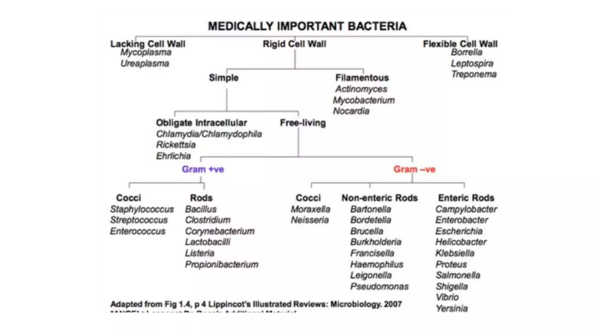 Medically important bacteria summary.pptx