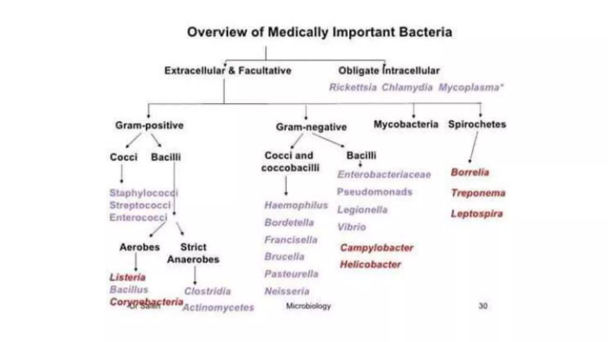 Medically important bacteria summary.pptx