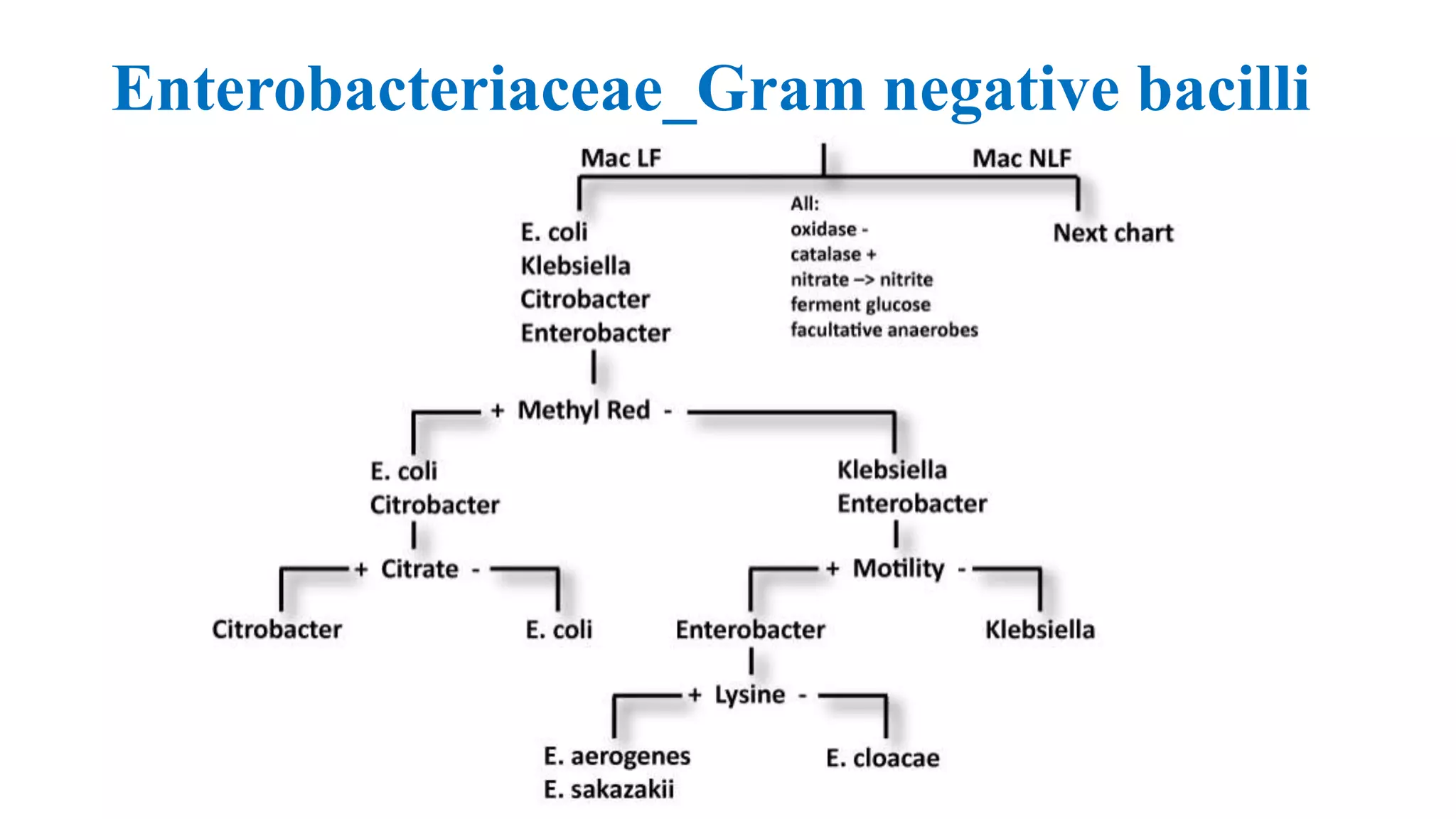 Medically important bacteria summary.pptx