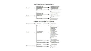 Medically important bacteria summary.pptx