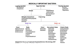 Medically important bacteria summary.pptx