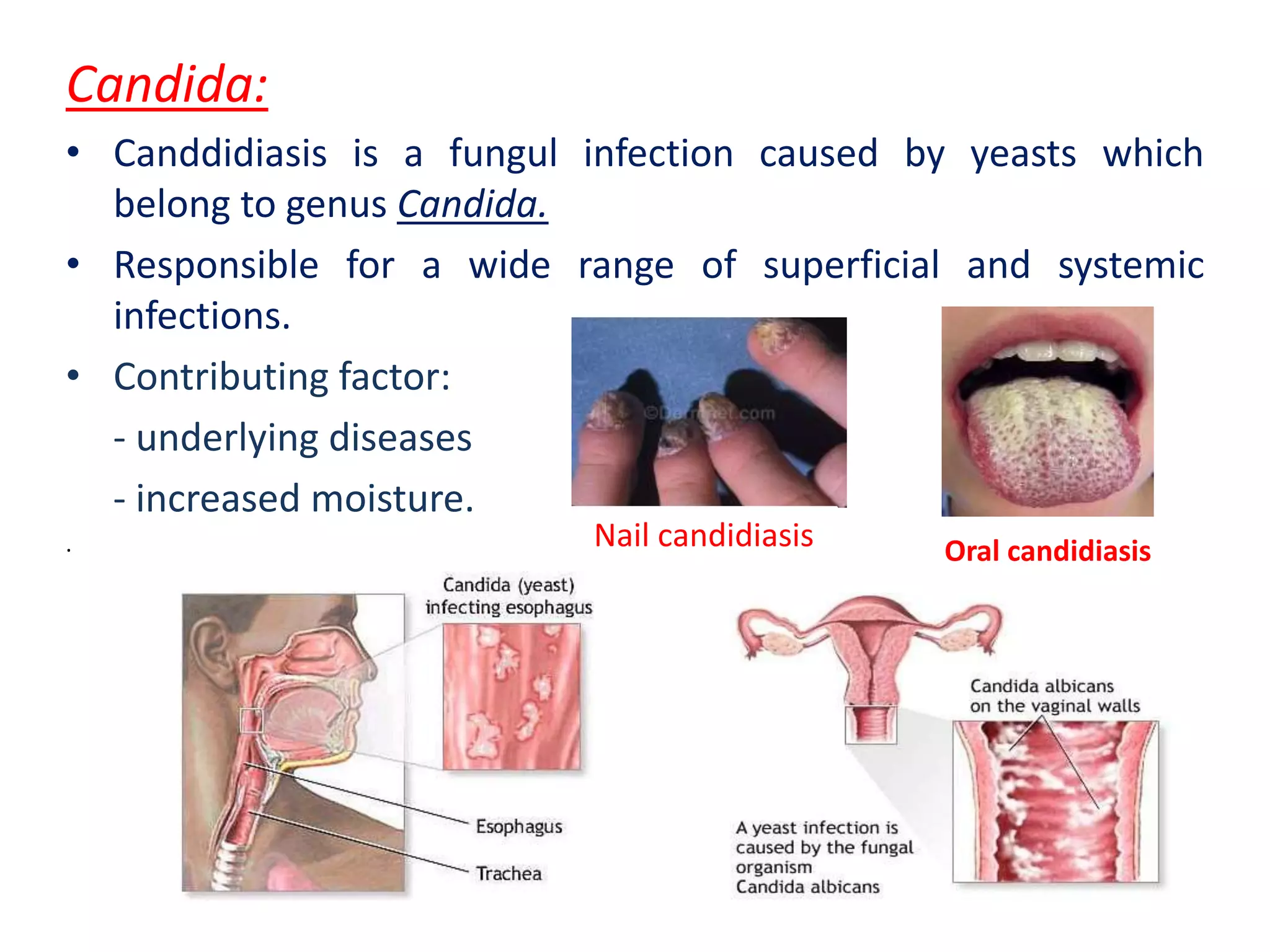 Medically Significant Yeasts | PPTX