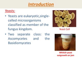 Medically Significant Yeasts | PPTX