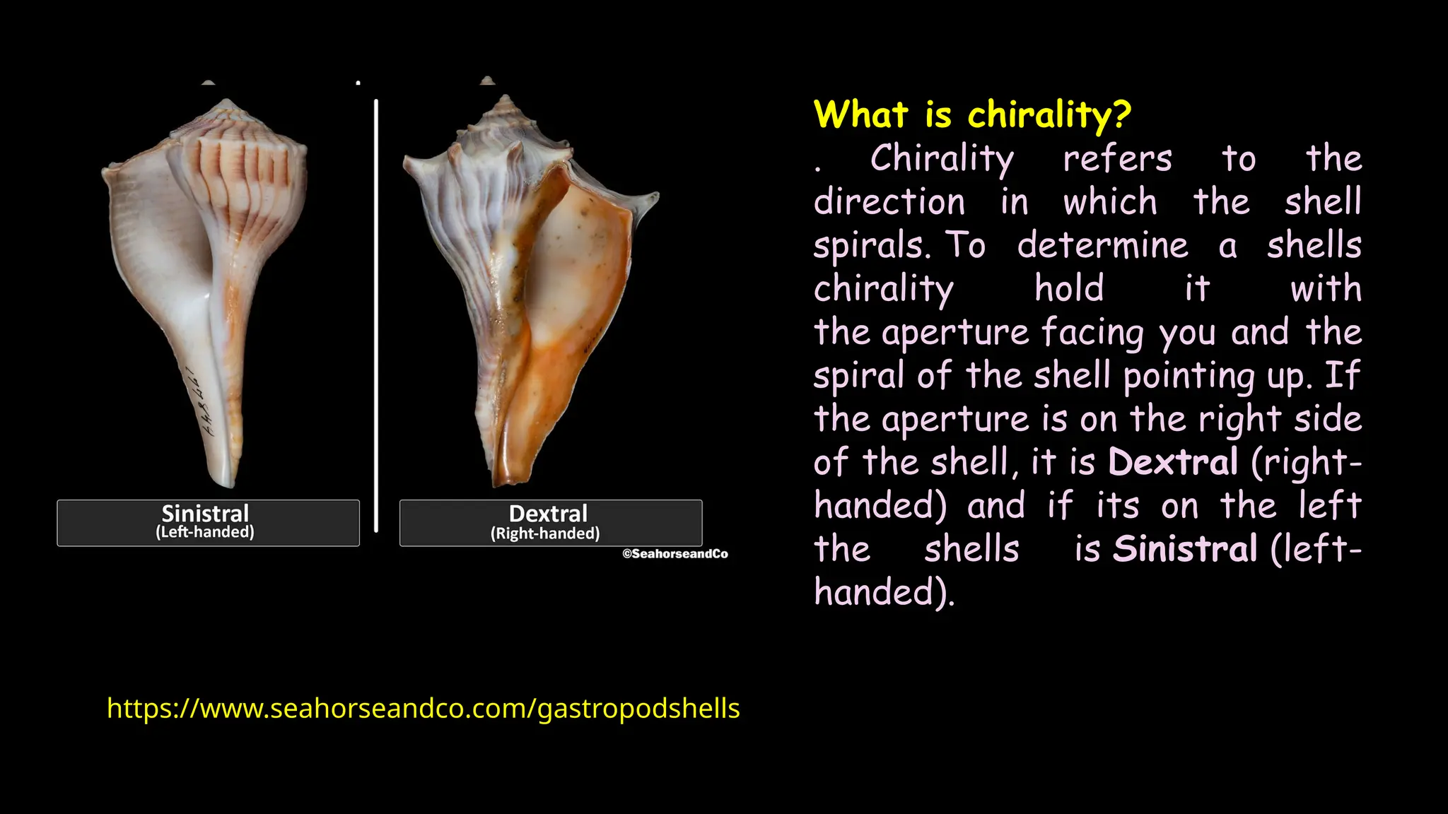 Medical Malacology role of snaails in snail borne parasitic diseses | PPTX