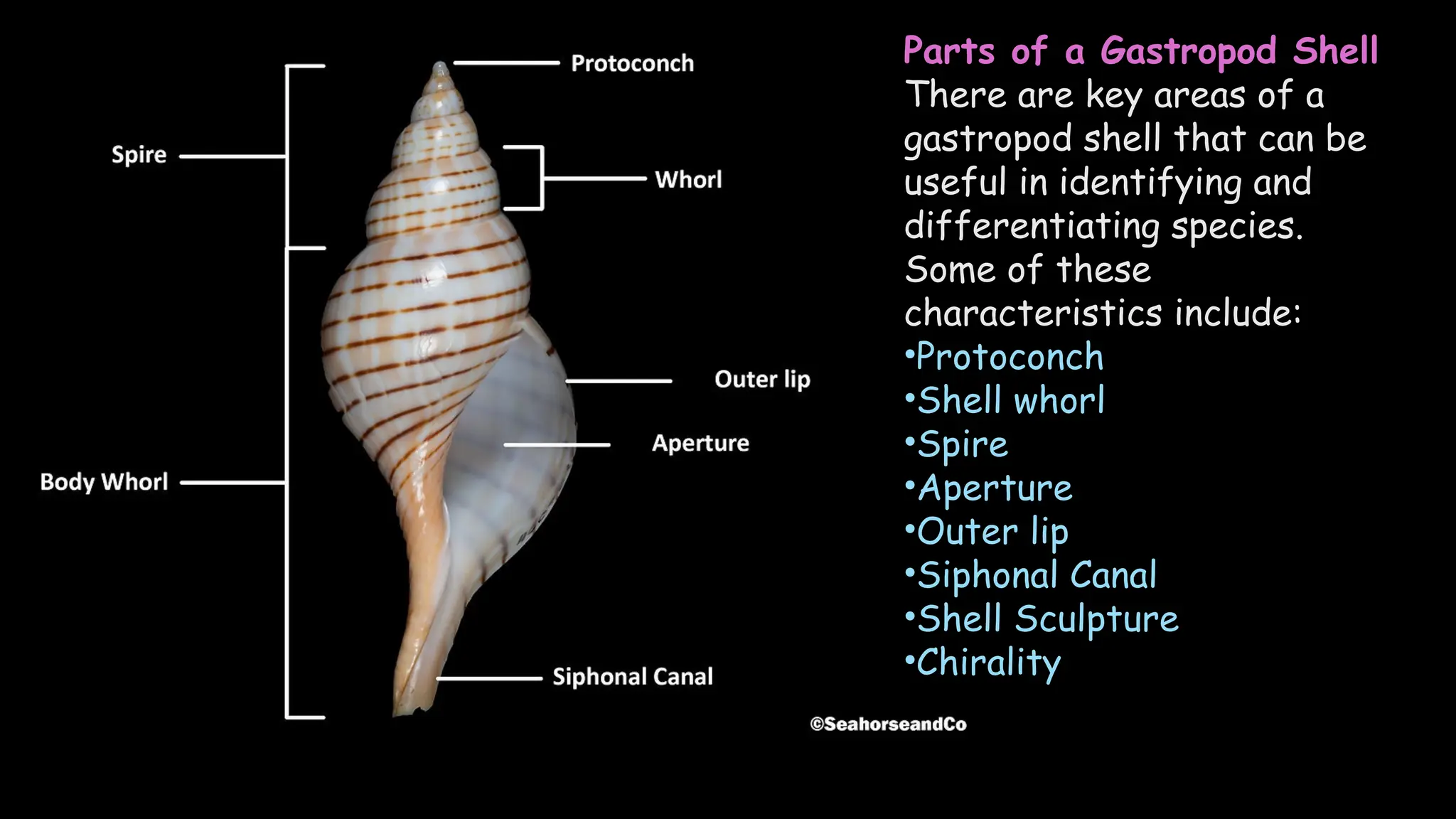 Medical Malacology role of snaails in snail borne parasitic diseses | PPTX