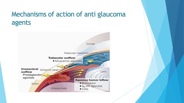Medical management of glaucoma | PPTX | Eye and Vision Conditions ...