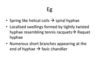 Medical mycology | PPTX