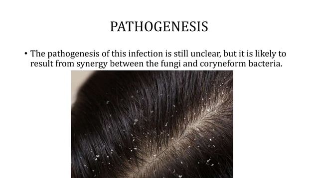 Medical Mycology Black Piedra and White Piedra.pptx | Skin and ...