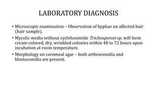 Medical Mycology Black Piedra and White Piedra.pptx