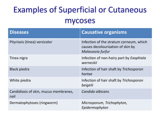 medical classification of fungi with examples.pptx