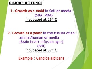 medical mycology containing fungal infections | PDF