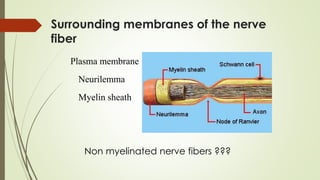 Physology _Action potential mechanism .pdf