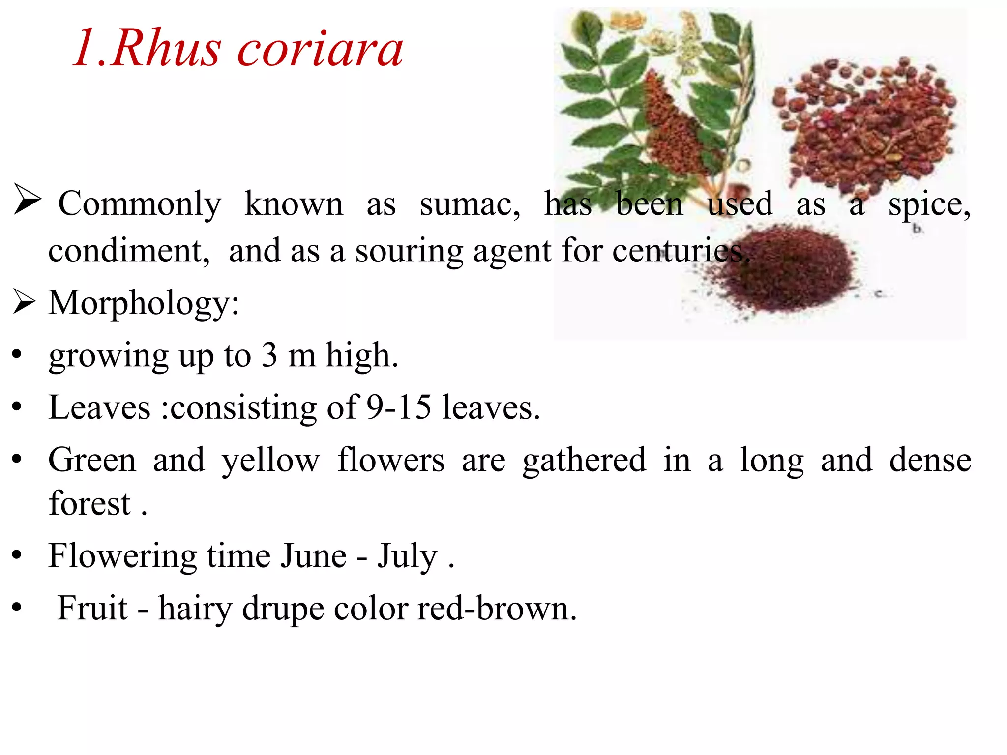 Botanical and pharmacological characteristics of the most popular ...