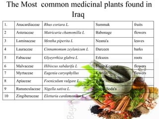 Botanical and pharmacological characteristics of the most popular ...
