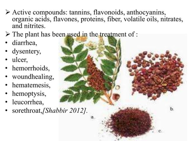 Botanical and pharmacological characteristics of the most popular ...